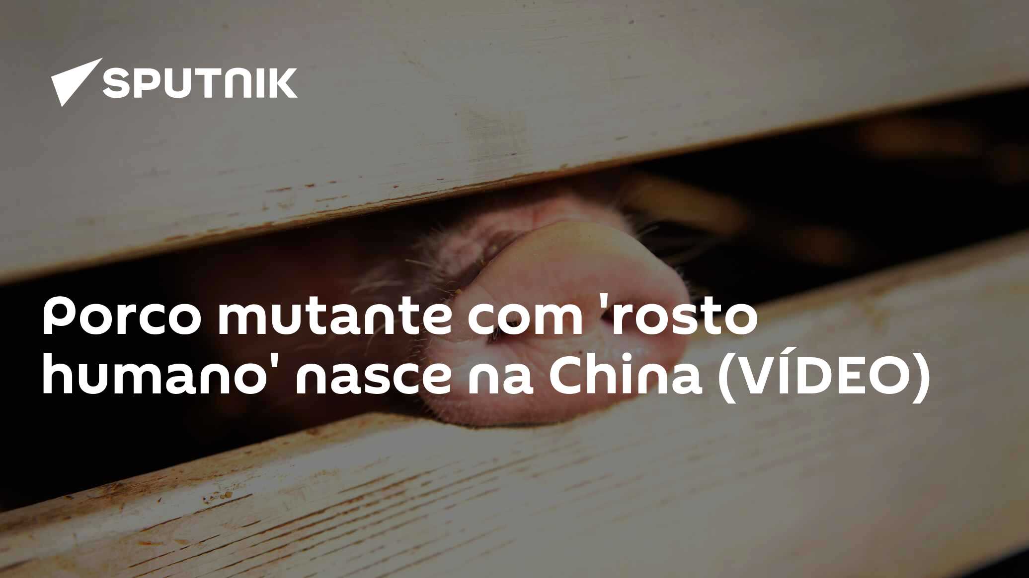 Porco mutante com 'rosto humano' nasce na China (VÍDEO) - 09.07.2018 ...