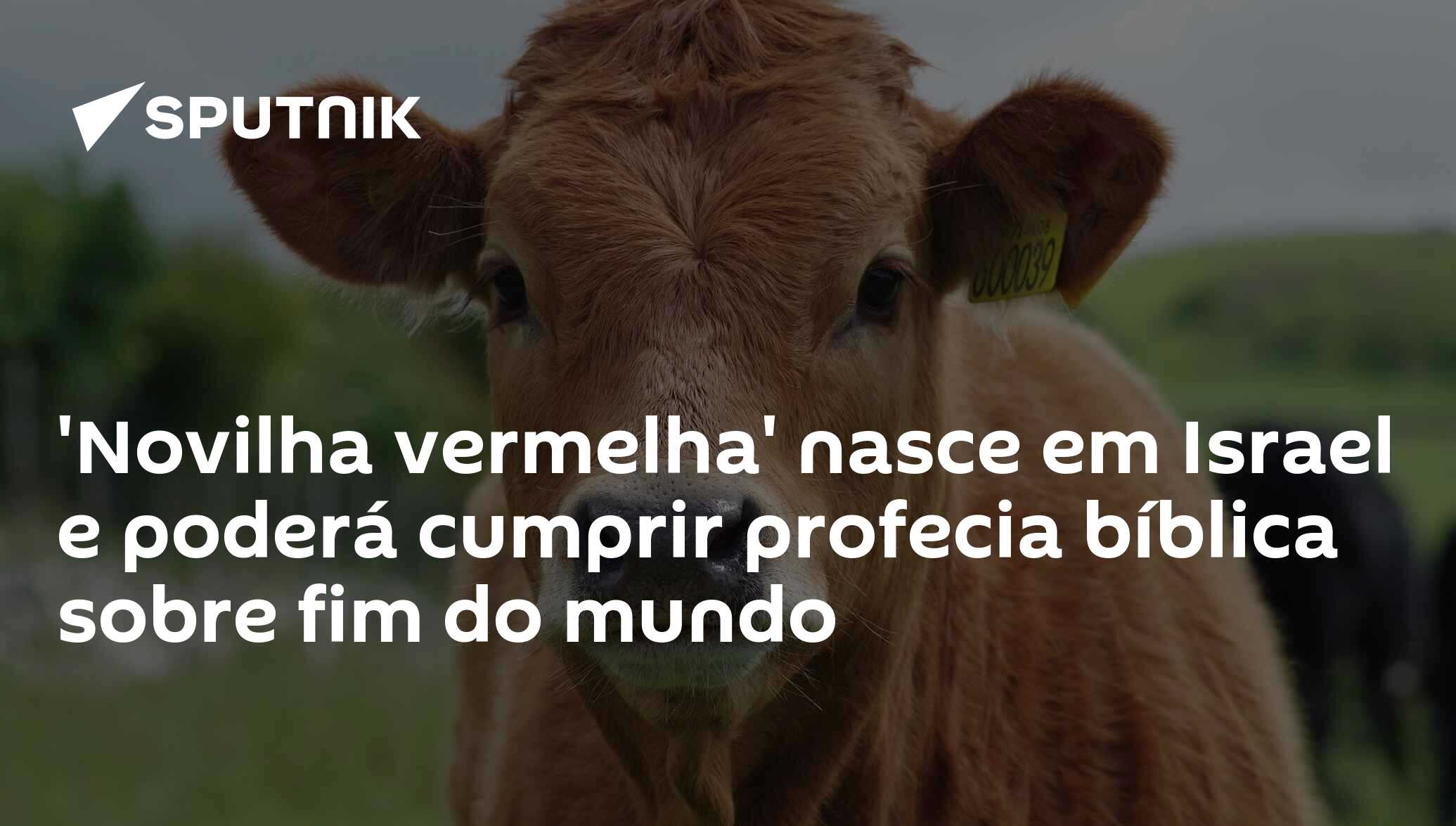 'Novilha vermelha' nasce em Israel e poderá cumprir profecia bíblica ...