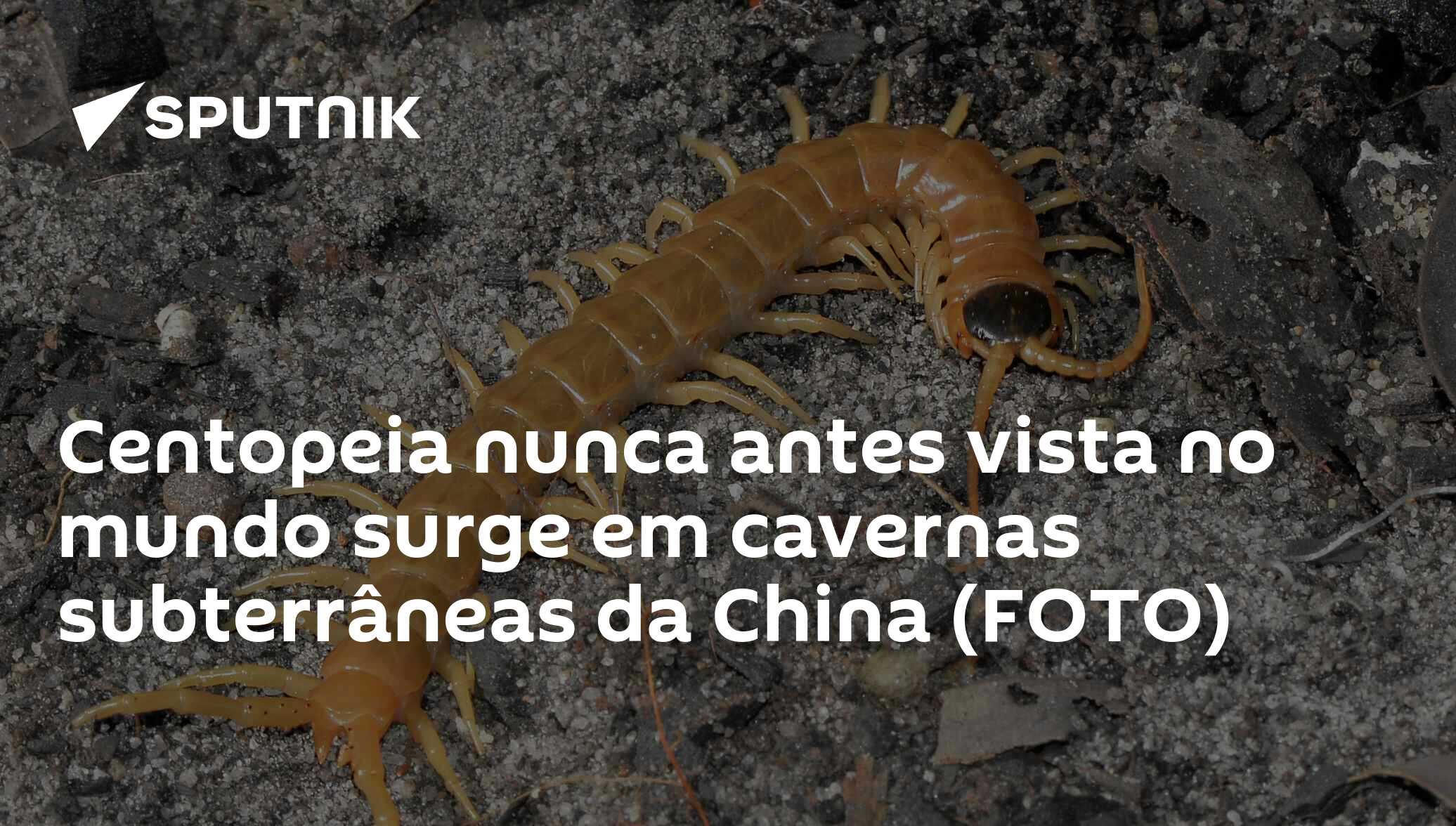 Centopeia nunca antes vista no mundo surge em cavernas subterrâneas da ...