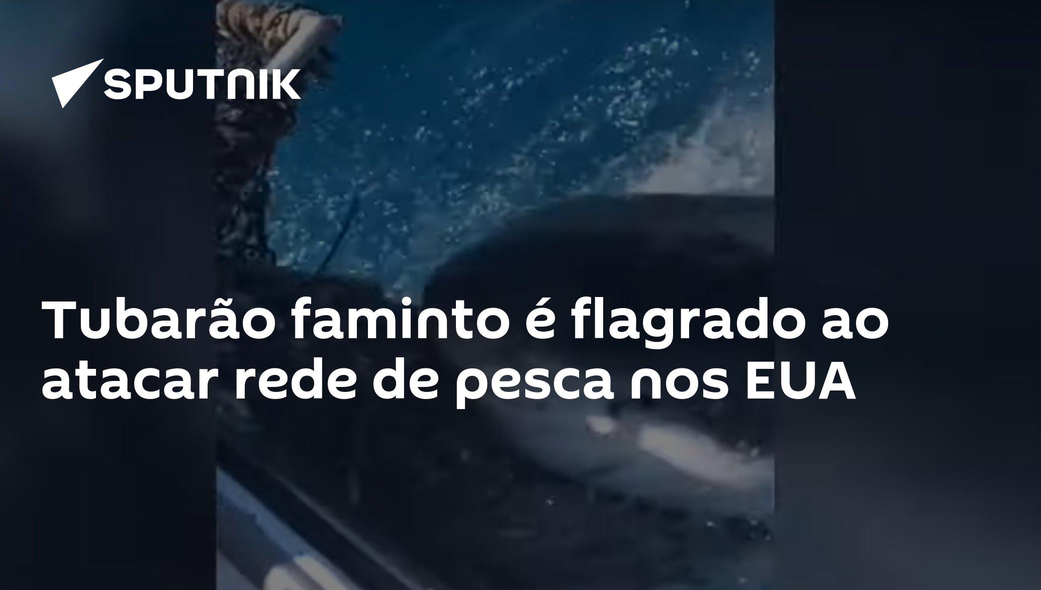 Tubarão faminto é flagrado ao atacar rede de pesca nos EUA - 25.04.2019 ...