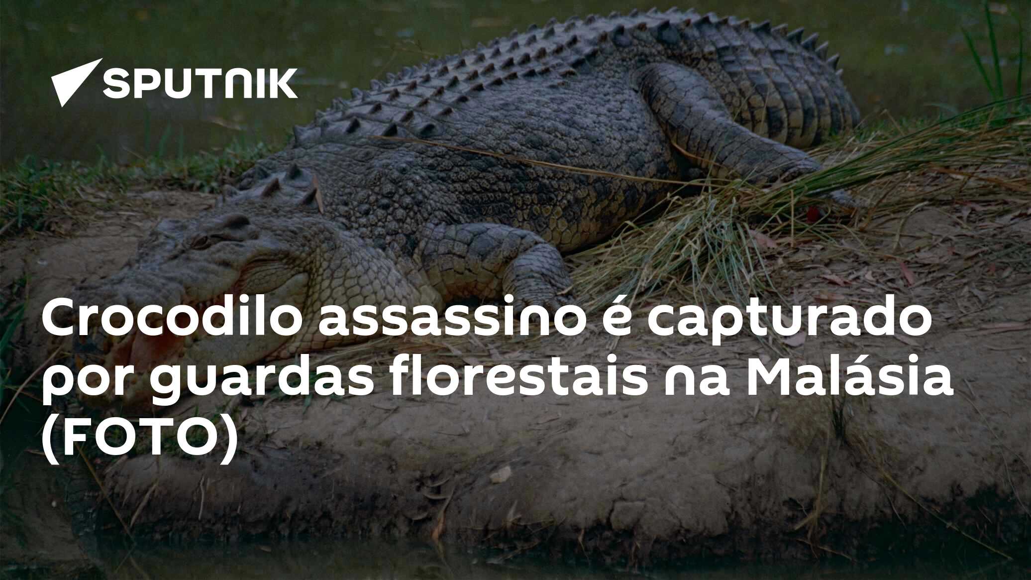 Crocodilo assassino é capturado por guardas florestais na Malásia (FOTO) - 13.05.2019, Sputnik ...