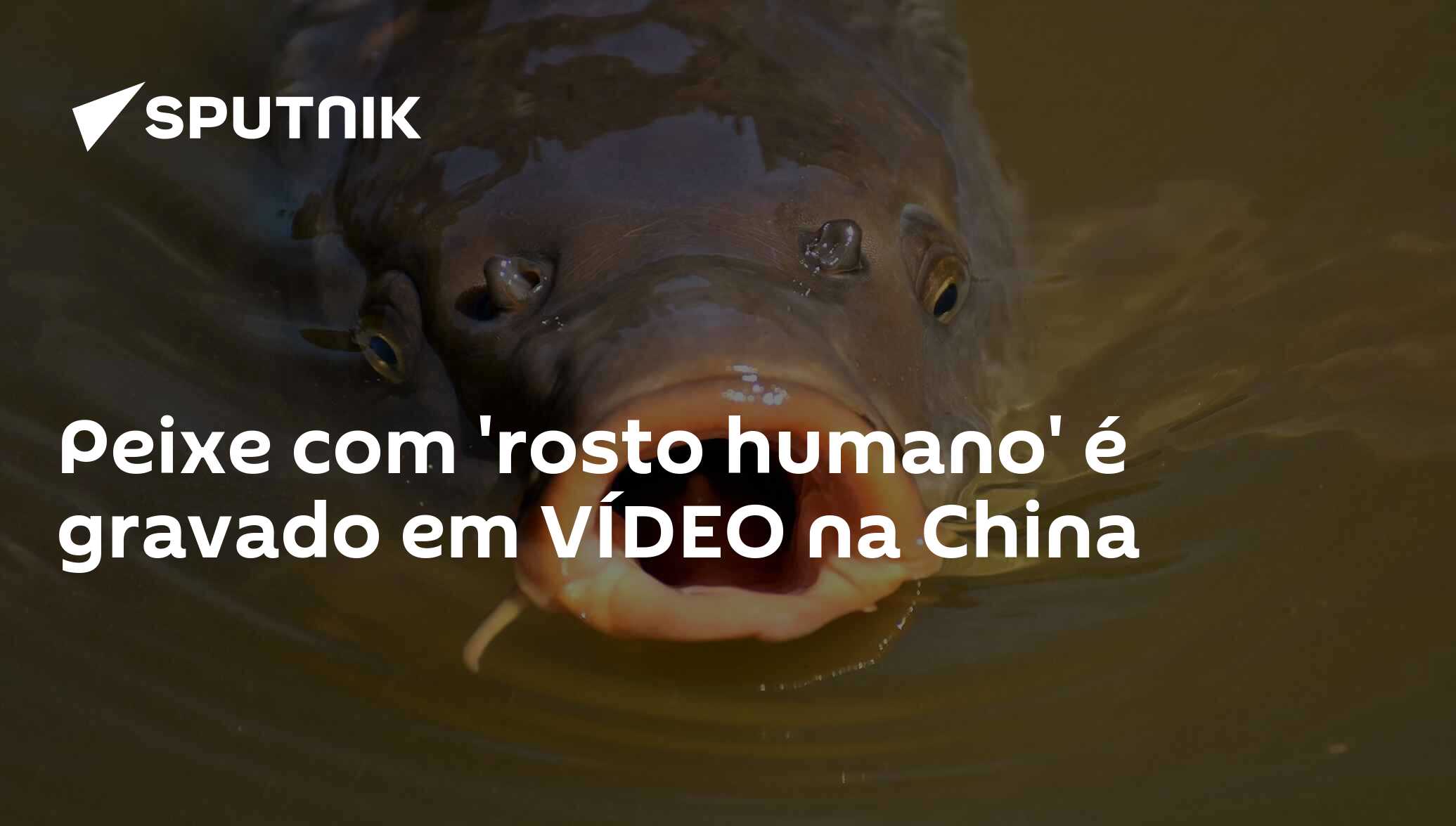 Peixe com 'rosto humano' é gravado em VÍDEO na China - 09.11.2019 ...