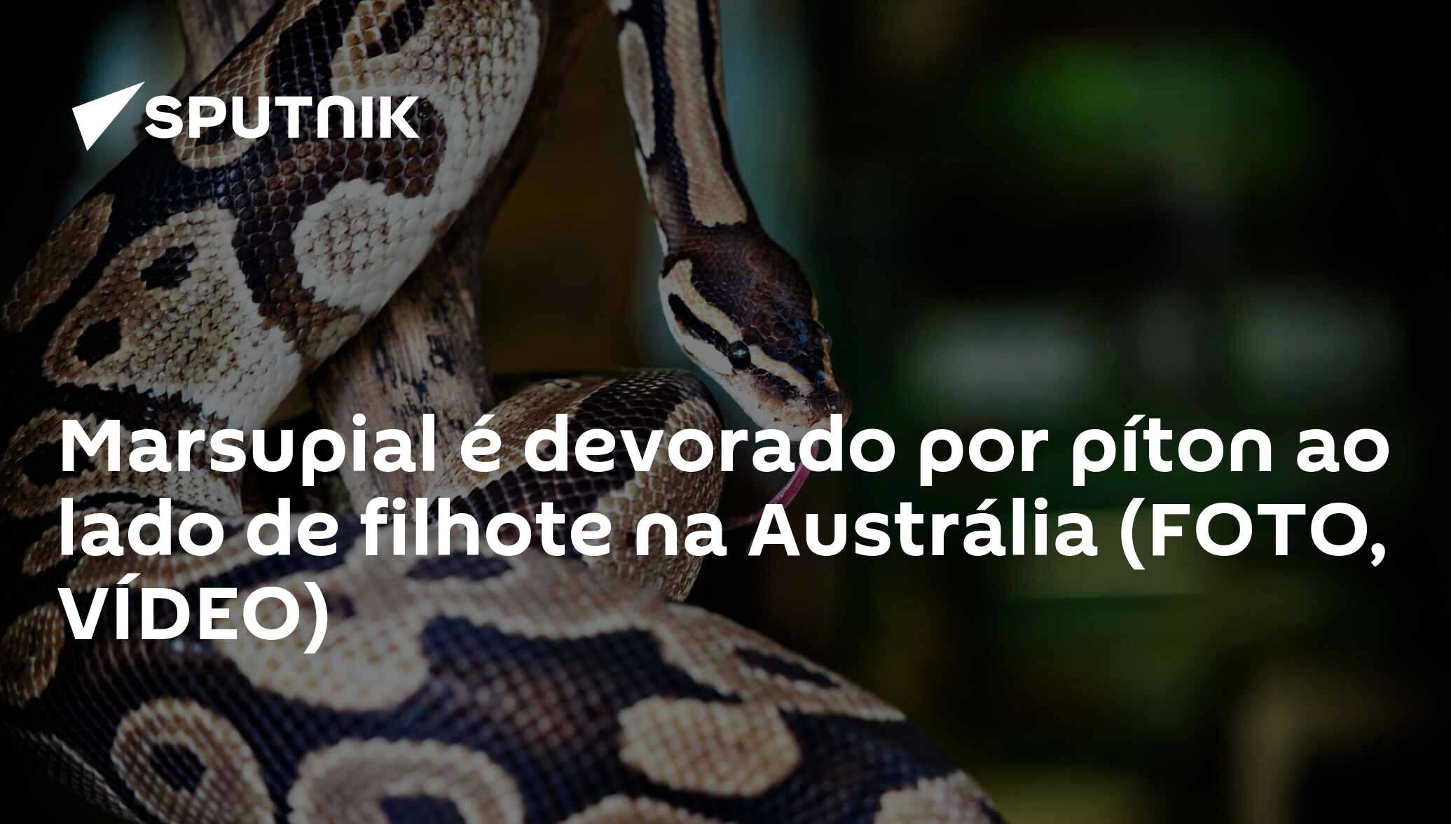 Marsupial é devorado por píton ao lado de filhote na Austrália (FOTO ...