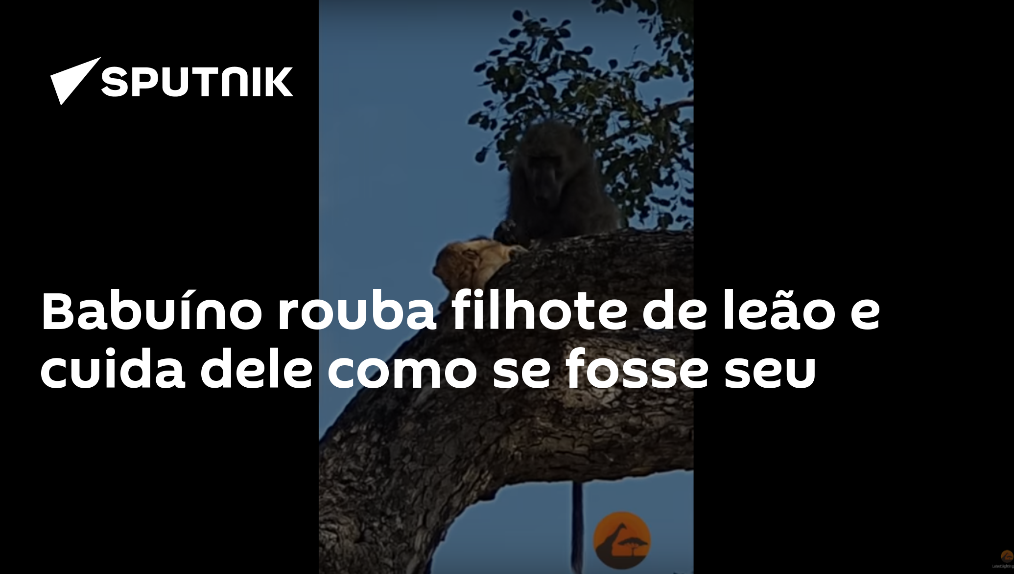 Babuíno rouba filhote de leão e cuida dele como se fosse seu - 02.02. ...