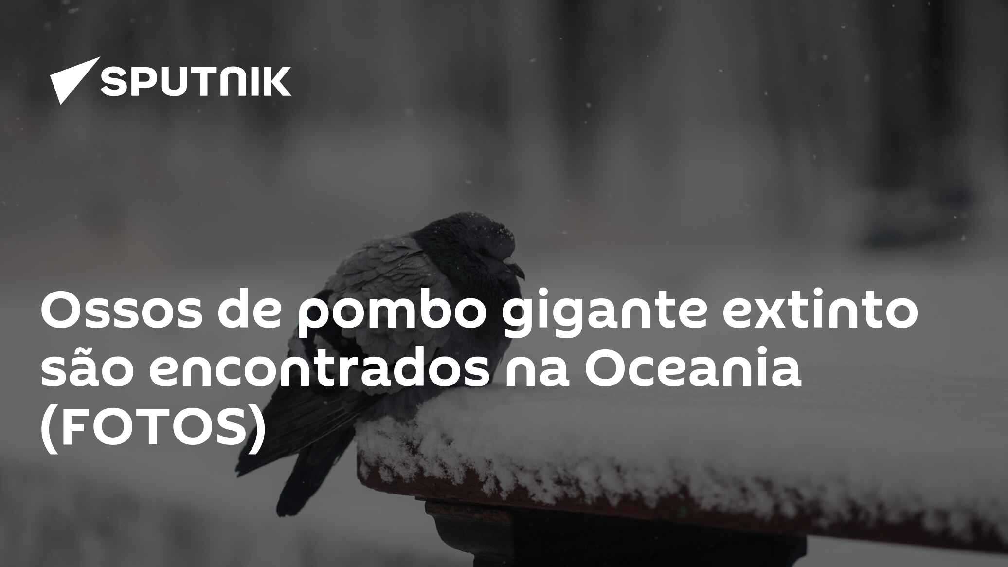 Ossos de pombo gigante extinto são encontrados na Oceania (FOTOS) - 25. ...