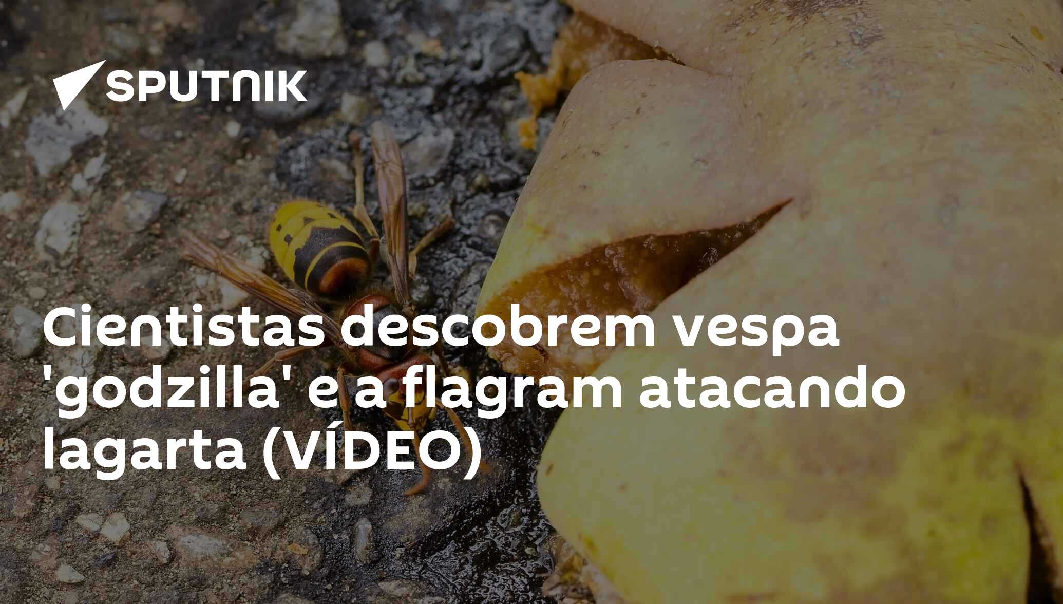 Cientistas descobrem vespa 'godzilla' e a flagram atacando lagarta ...