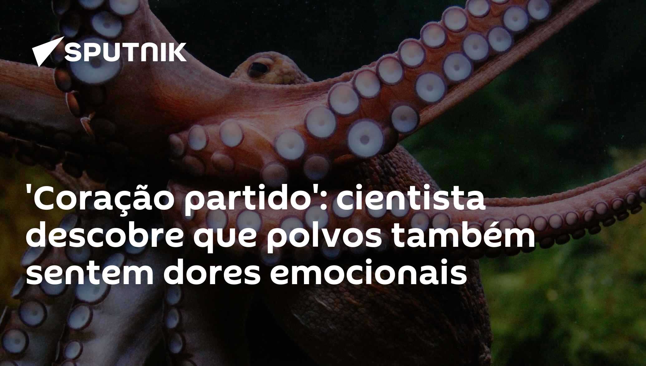 'Coração partido': cientista descobre que polvos também sentem dores ...