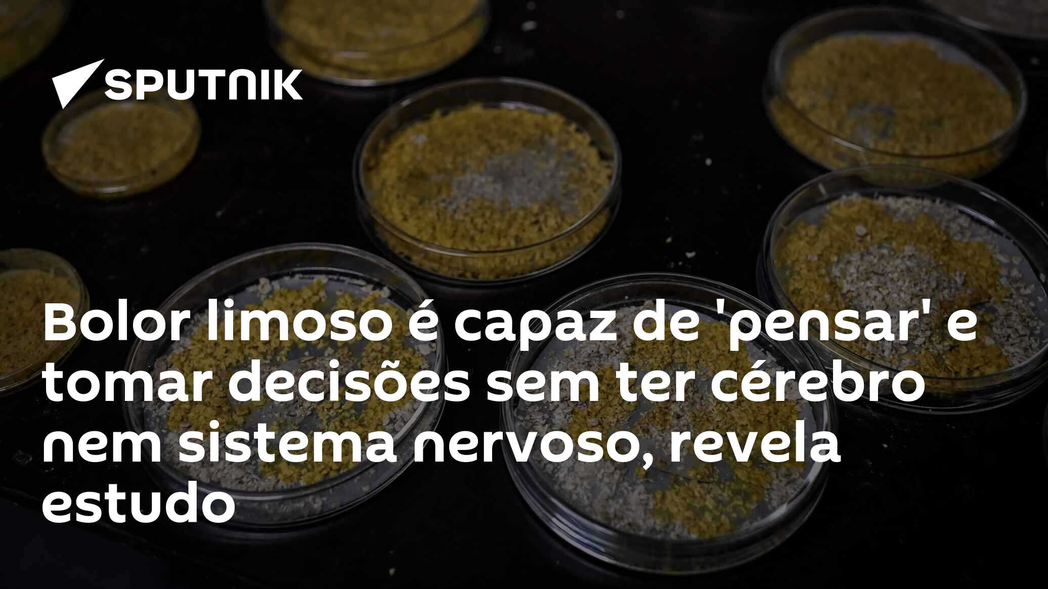 Bolor limoso é capaz de 'pensar' e tomar decisões sem ter cérebro nem ...