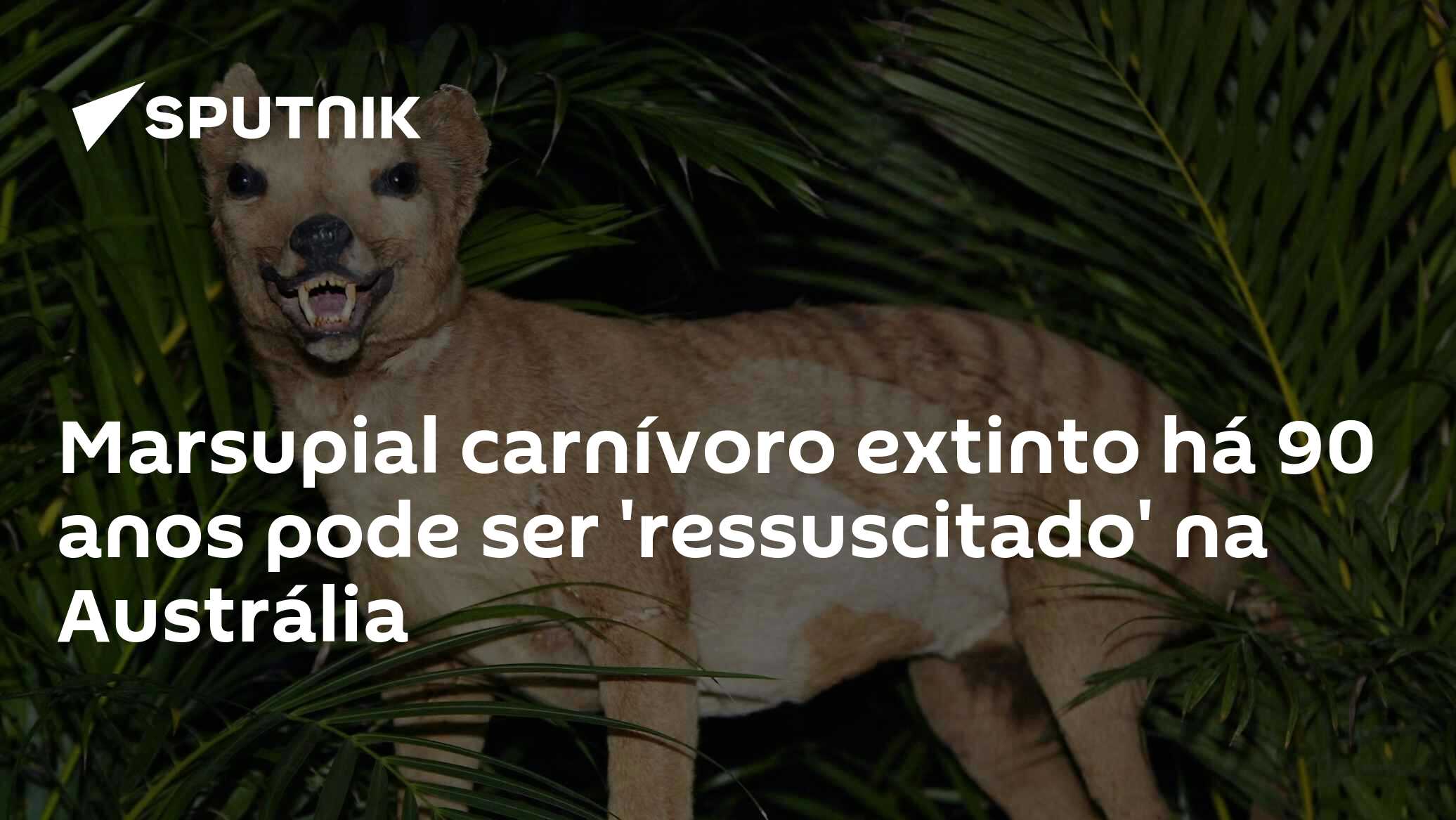 Marsupial carnívoro extinto há 90 anos pode ser 'ressuscitado' na ...