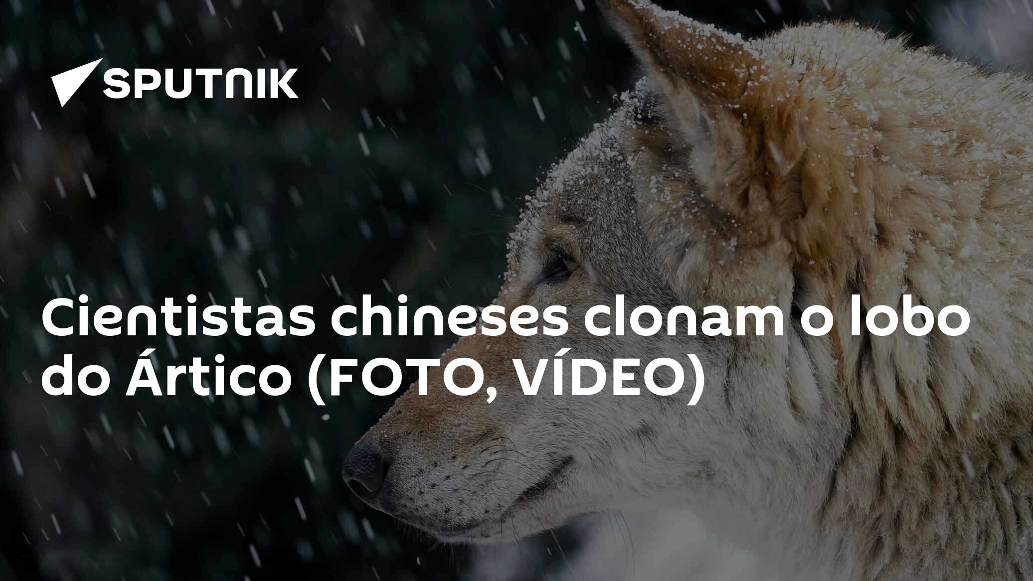 Cientistas chineses clonam o lobo do Ártico (FOTO, VÍDEO) - 19.09.2022 ...