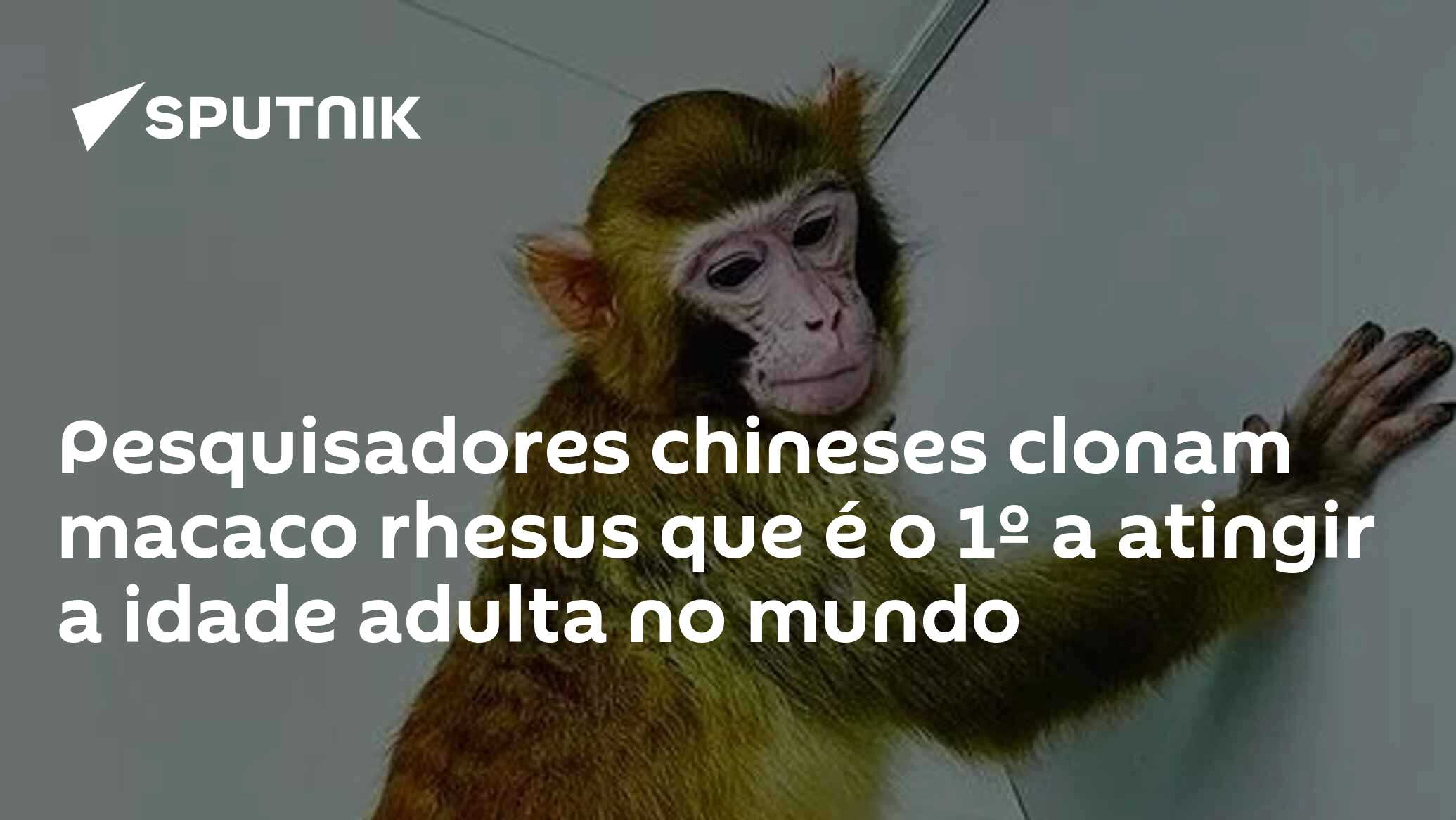 Pesquisadores chineses clonam macaco rhesus que é o 1º a atingir a ...