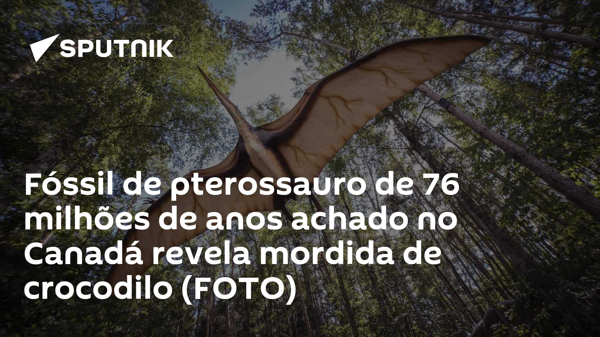 Fóssil de pterossauro de 76 milhões de anos achado no Canadá revela mordida de crocodilo (FOTO ...
