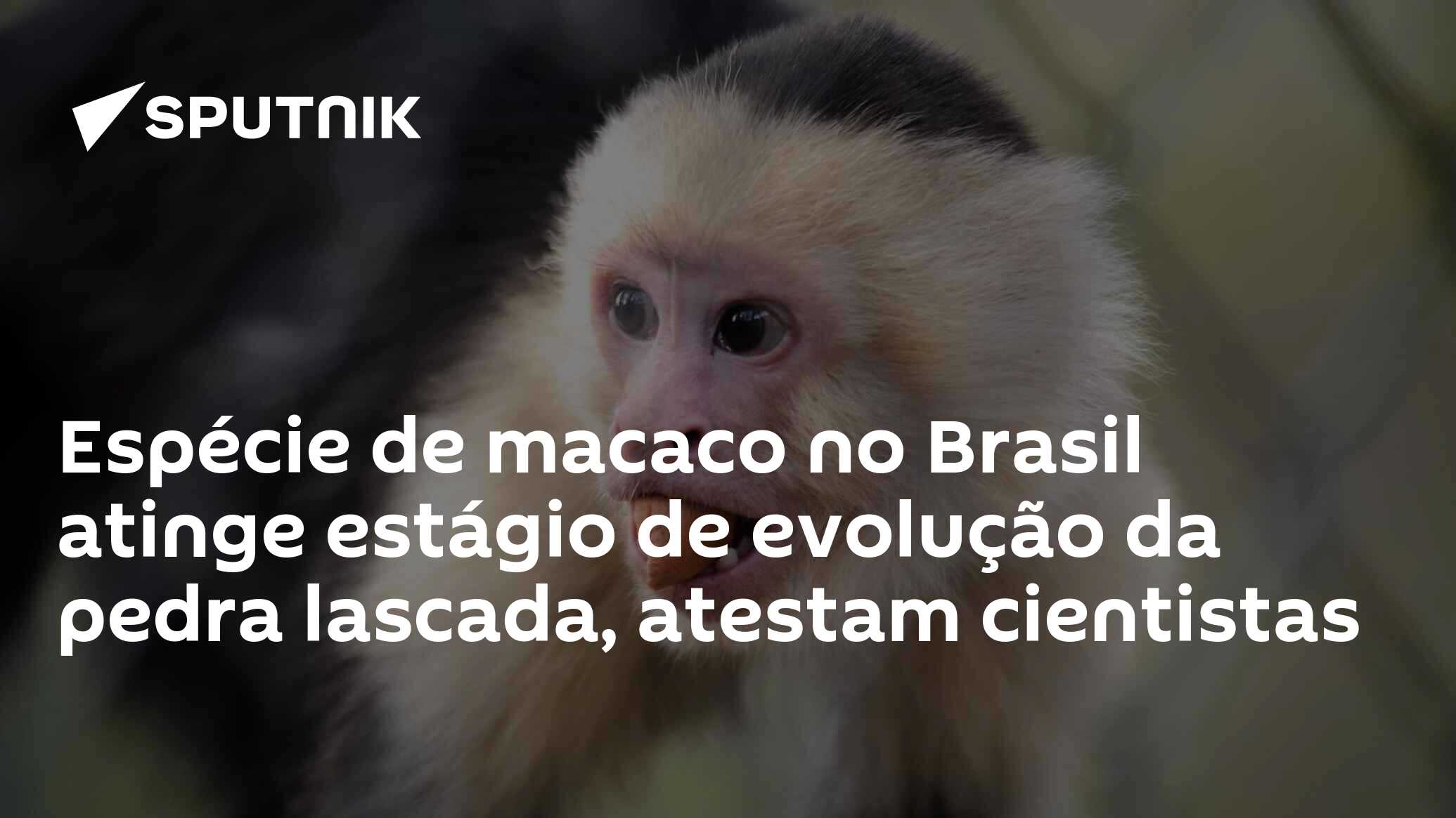 Espécie de macaco no Brasil atinge estágio de evolução da pedra lascada ...