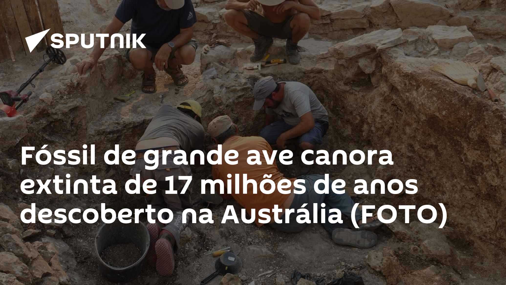 Fóssil de grande ave canora extinta de 17 milhões de anos descoberto na ...