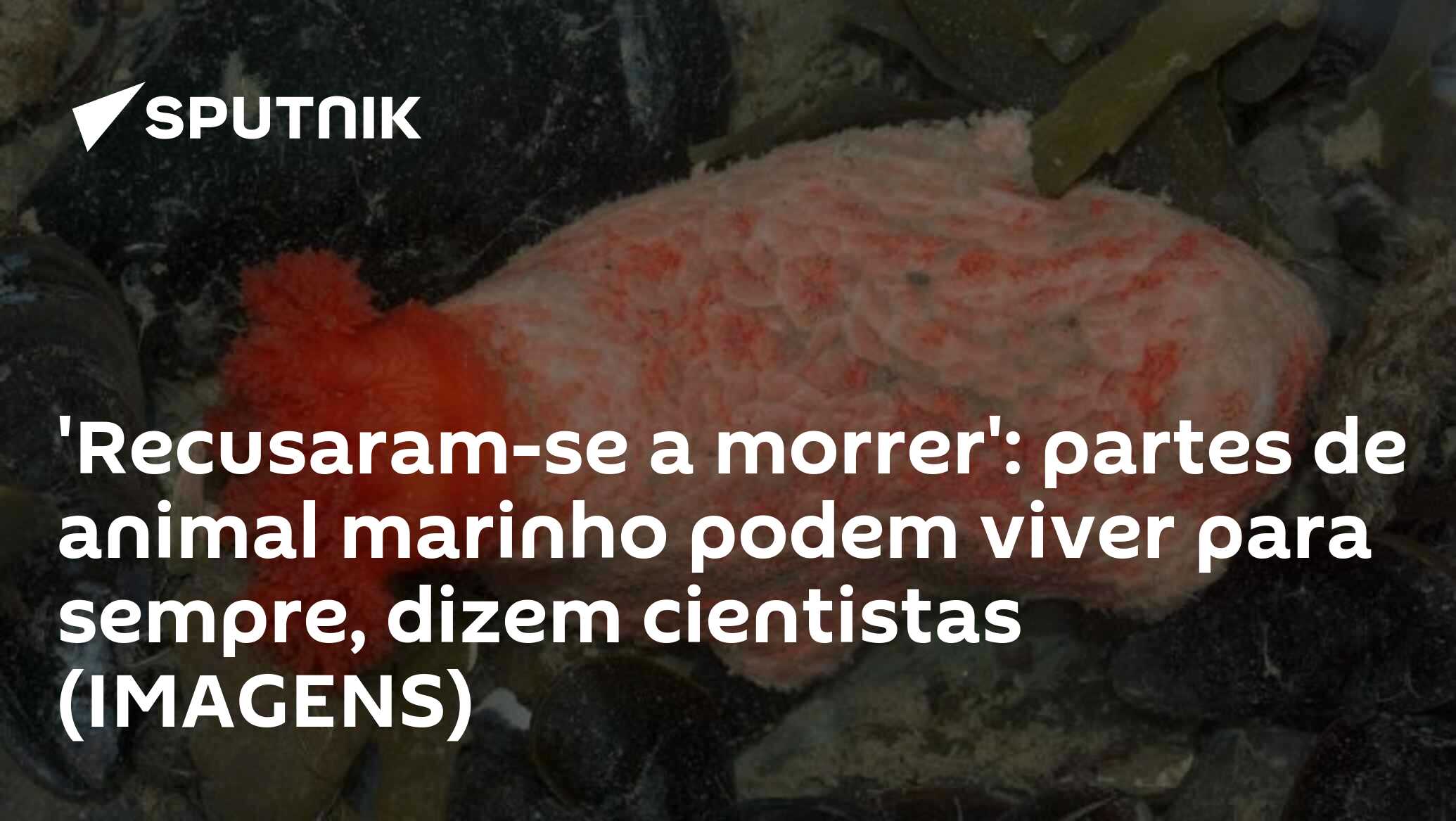 'Recusaram-se a morrer': partes de animal marinho podem viver para ...